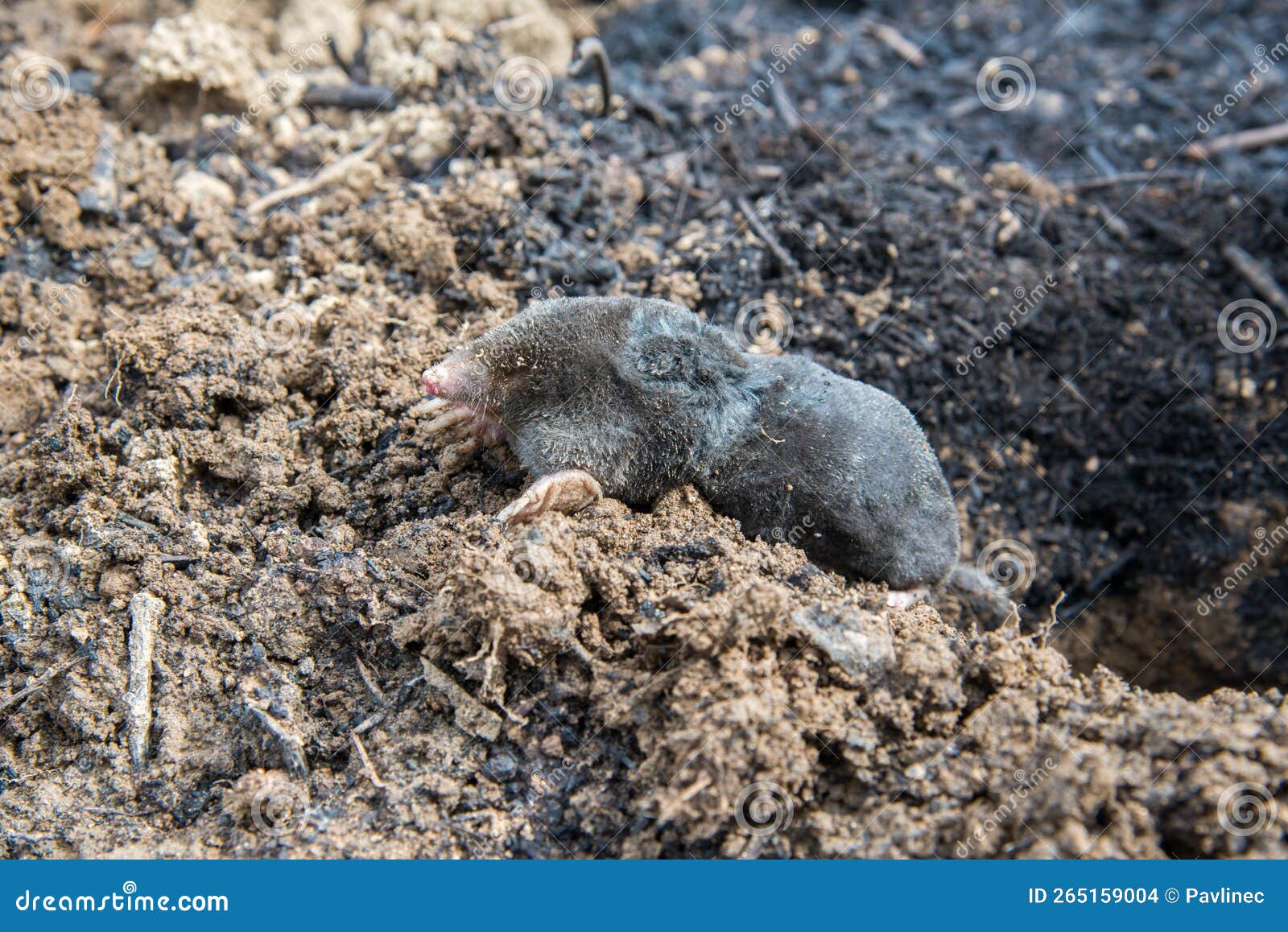 Dead Mole Lying on Th Top of the Mole Hill Stock Photo - Image of ...