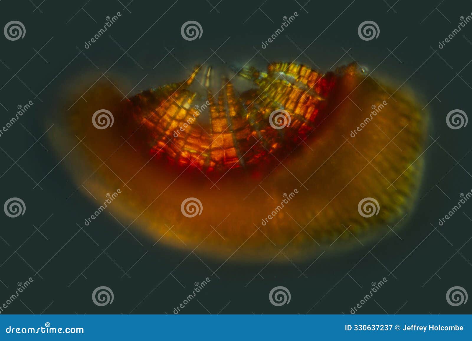 Peristome of a Moss, Dicranum Fulvum, with Polarization at 100x Stock ...
