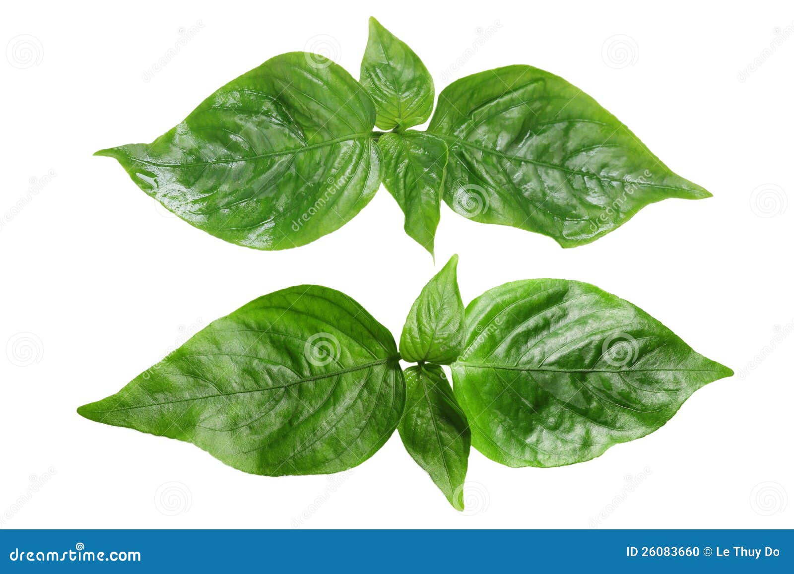 Peristrophe Roxburghiana Violet Leaf Stock Photo - Image of organic ...
