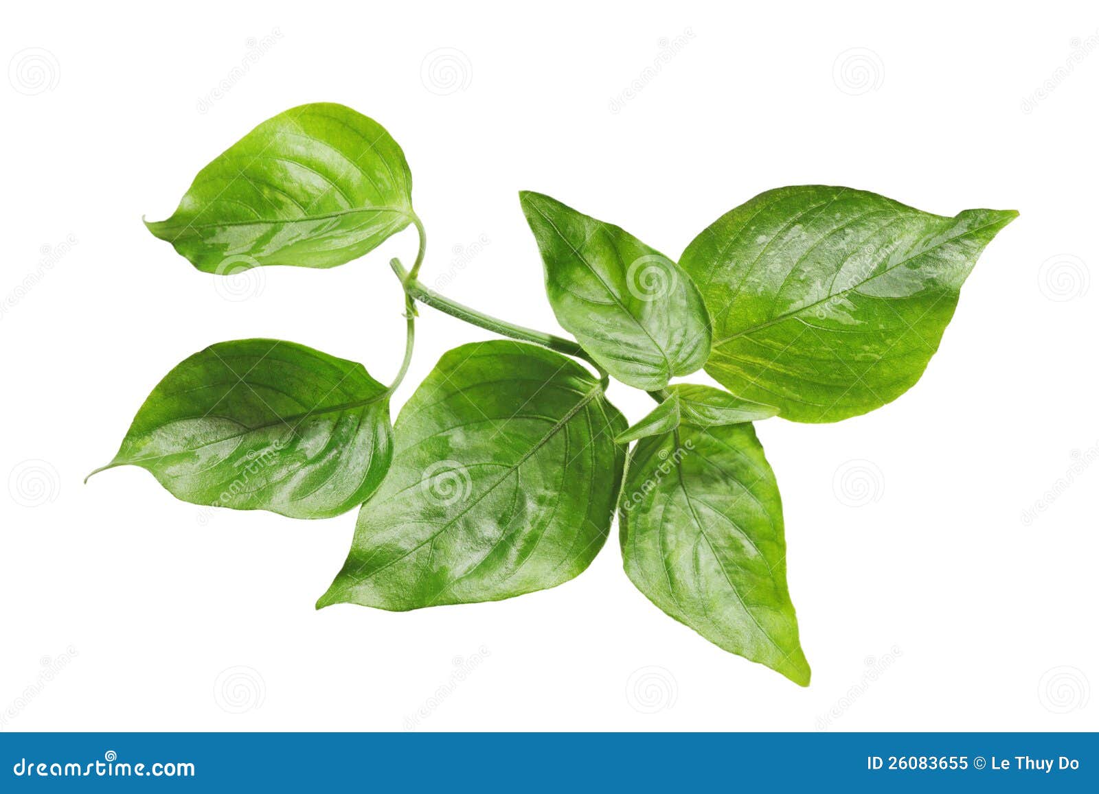 Peristrophe Roxburghiana Zweig Stockbild - Bild von frech, küche: 26083655