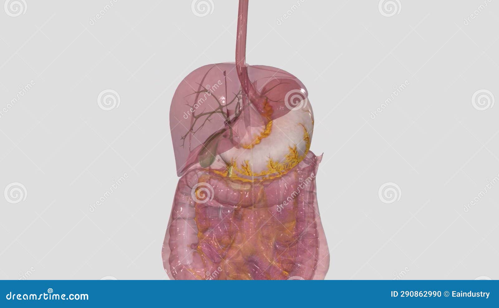 The Peritoneum is a Continuous Membrane Which Lines the Abdominal ...