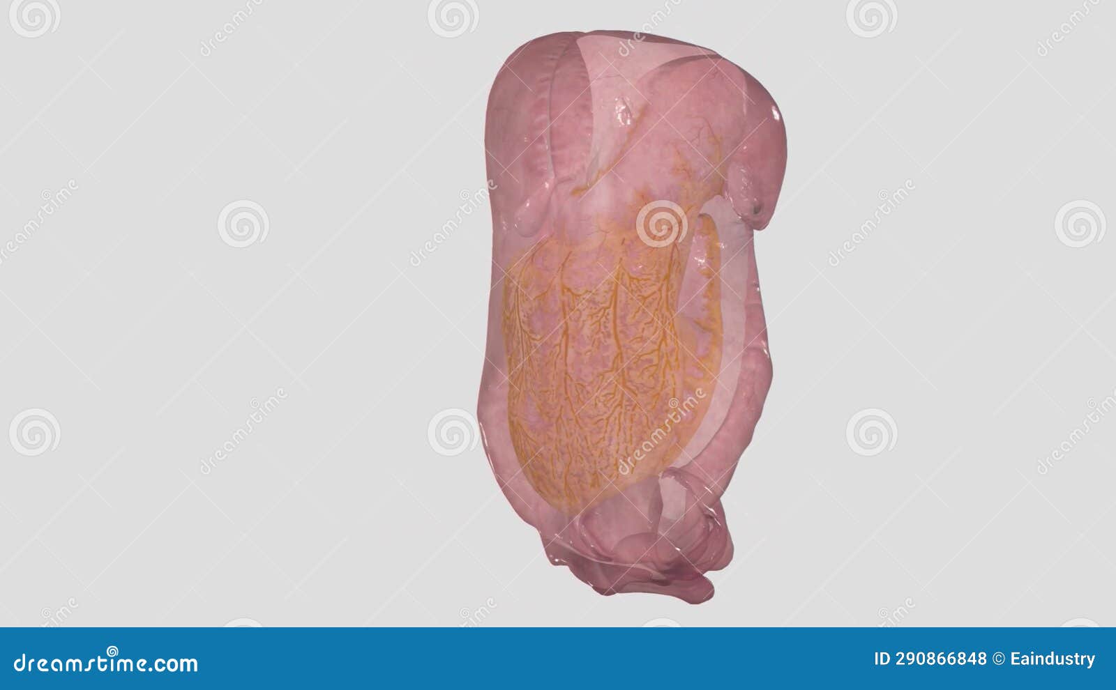 Peritoneum Cartoons, Illustrations & Vector Stock Images - 136 Pictures ...