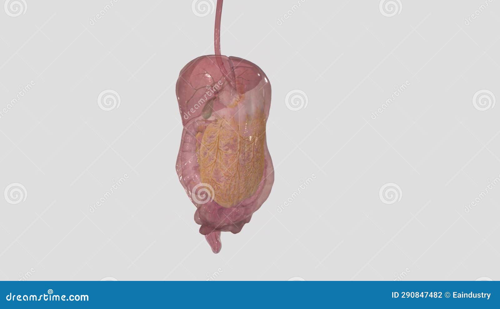 Peritoneum Cartoons, Illustrations & Vector Stock Images - 136 Pictures ...