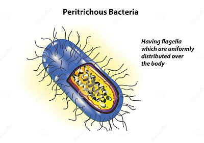 Peritrichous Bacteria Diagram Stock Vector - Illustration of ...