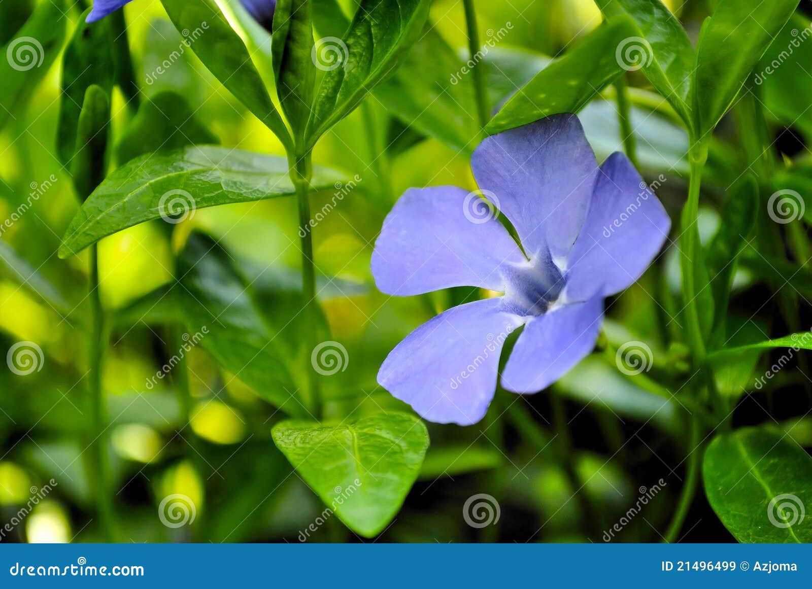 Periwinkle stock image. Image of detail, botany, flower - 21496499