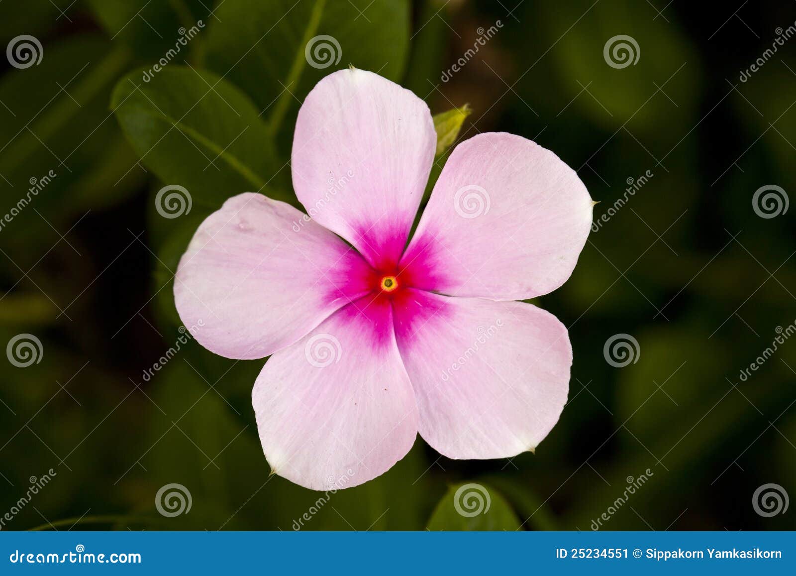 Periwinkle stock image. Image of beauty, closeup, myrtle - 25234551
