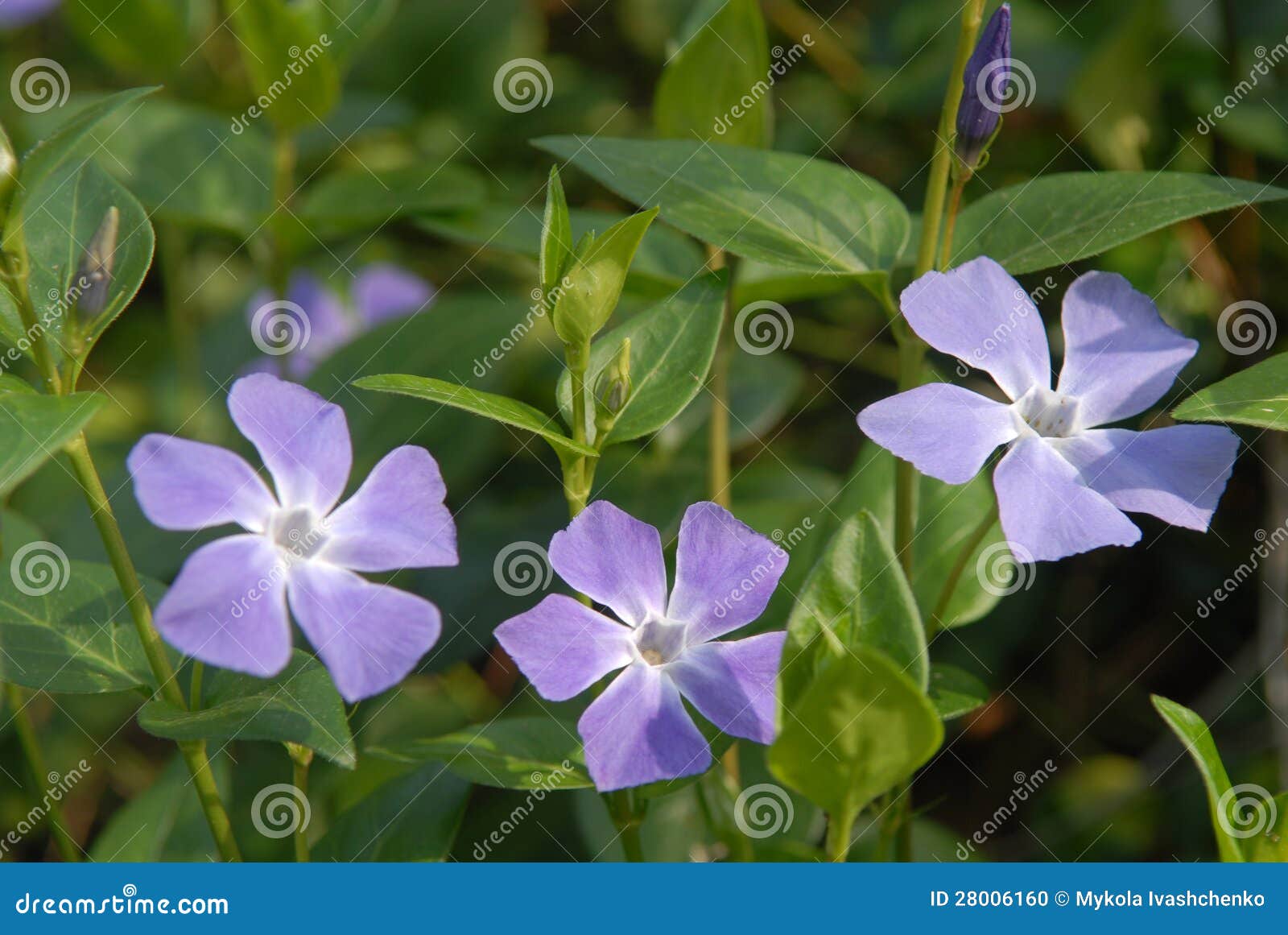 Periwinkle stock photo. Image of natural, lush, nature - 28006160