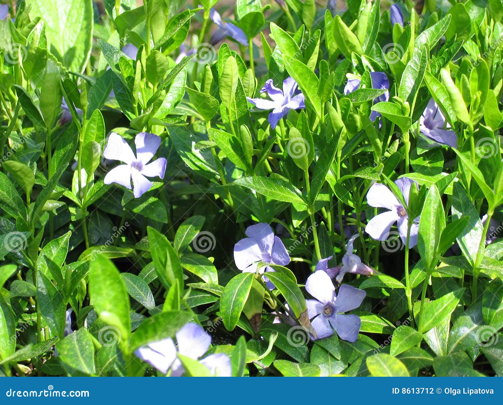 Periwinkle stock photo. Image of floral, close, nature - 8613712