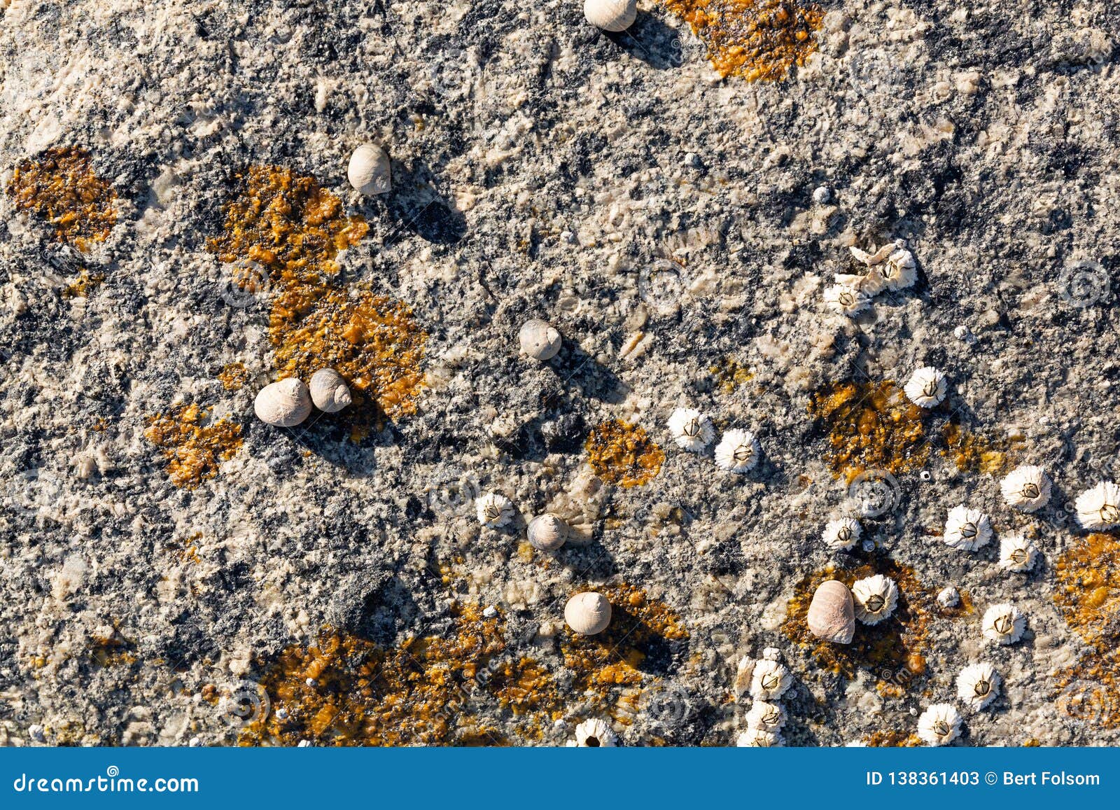Periwinkle and Barnacles on a Rock at Low Tide Stock Image - Image of ...