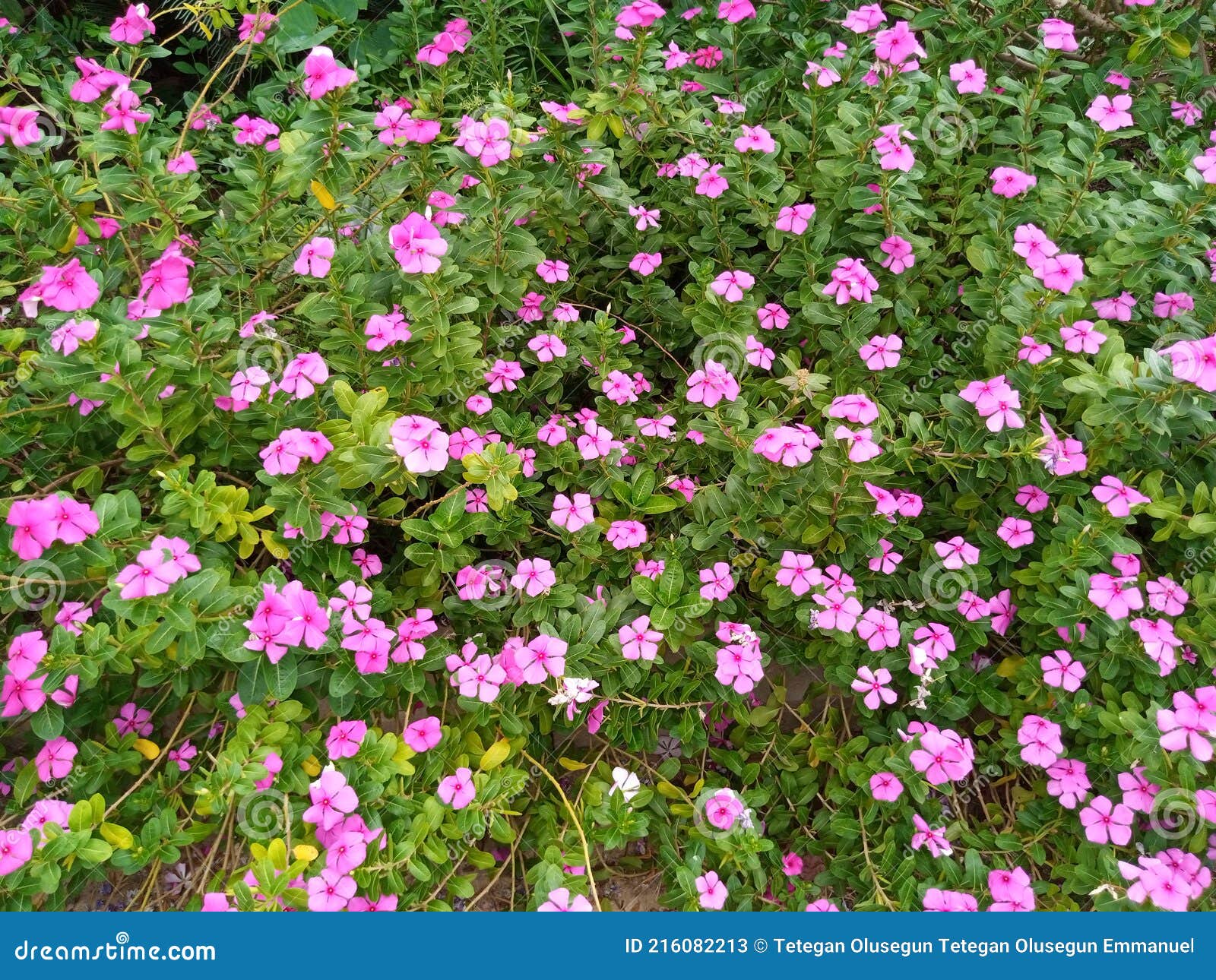 Periwinkle stock image. Image of fresh, periwinkle, herb - 216082213