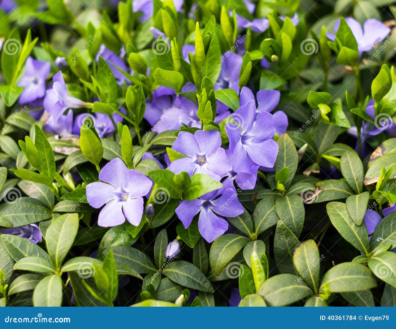 Periwinkle Blue Historic Tall Bearded Iris Bloom Stock Image ...