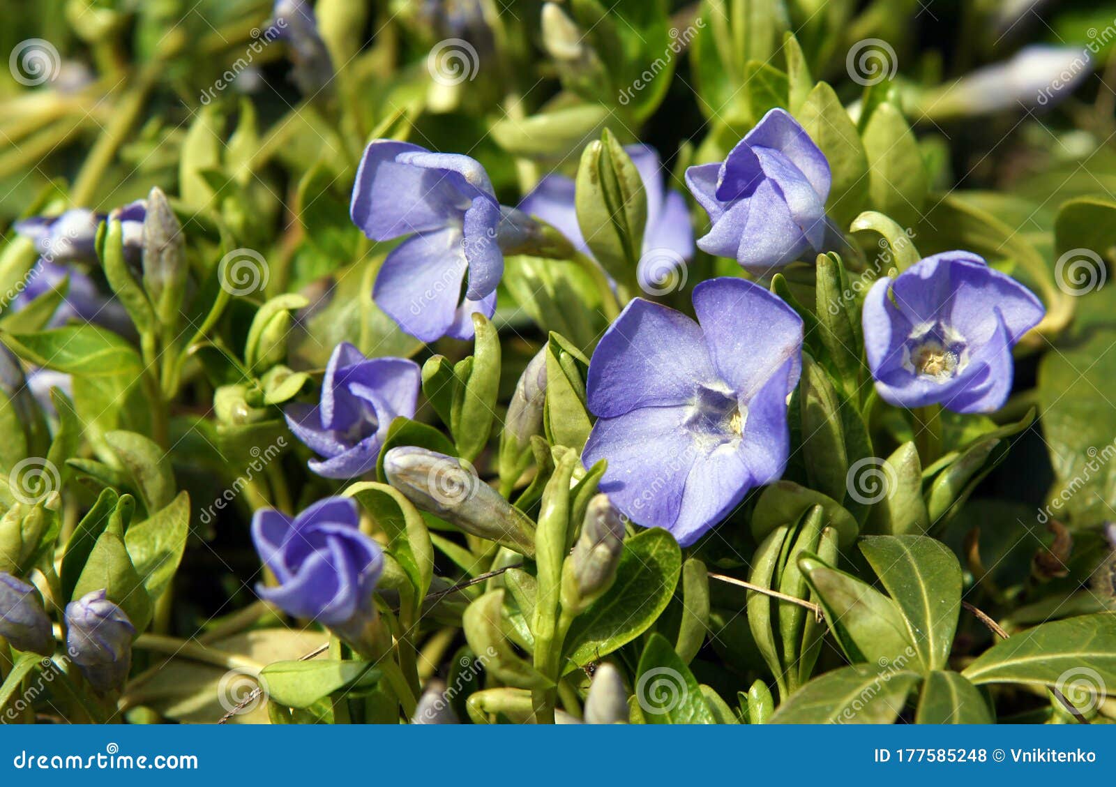Periwinkle blue flowers stock photo. Image of blue, season - 177585248