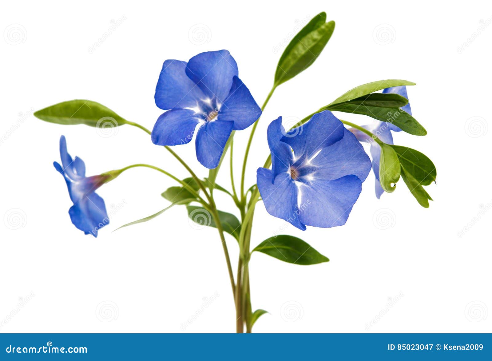 Periwinkle blue isolated stock image. Image of bright - 85023047