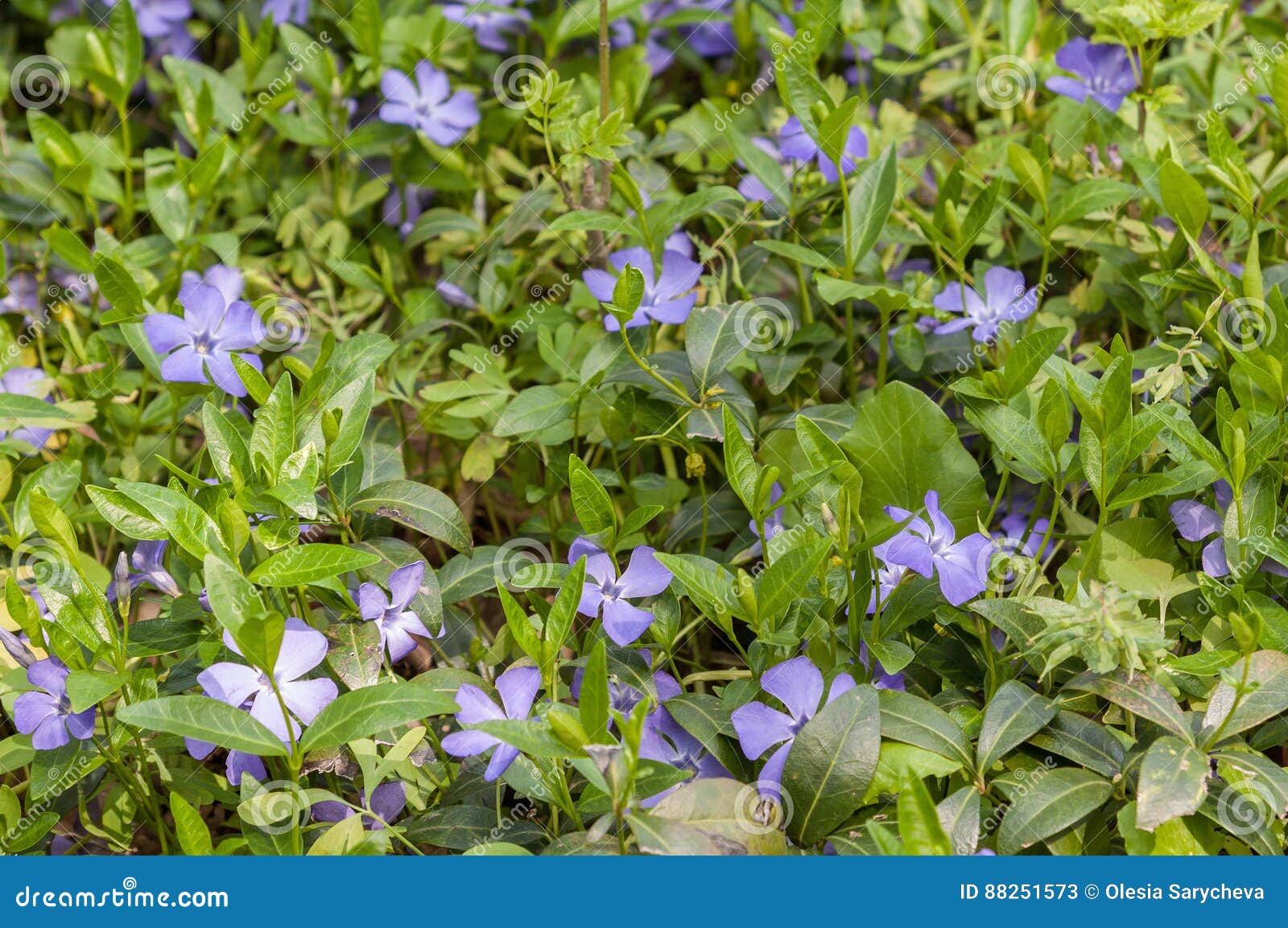 Periwinkle stock image. Image of minor, background, herbal - 88251573