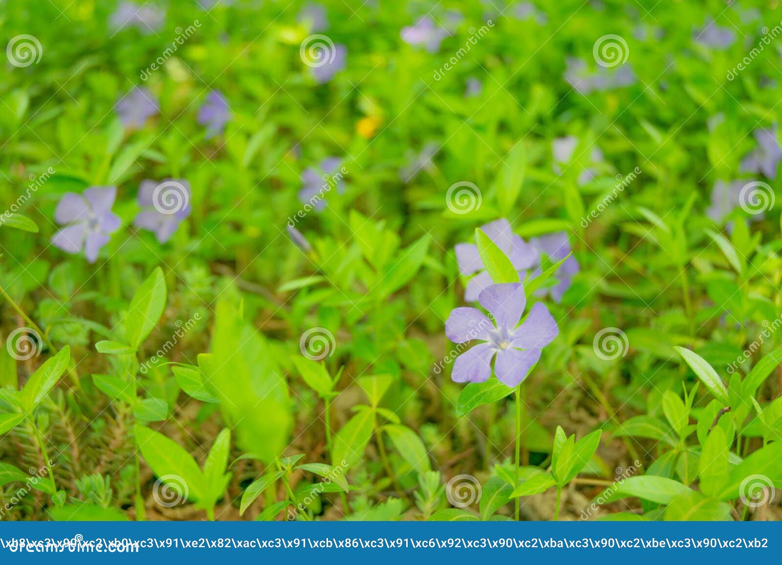Periwinkle stock image. Image of bright, standing, male - 218716125