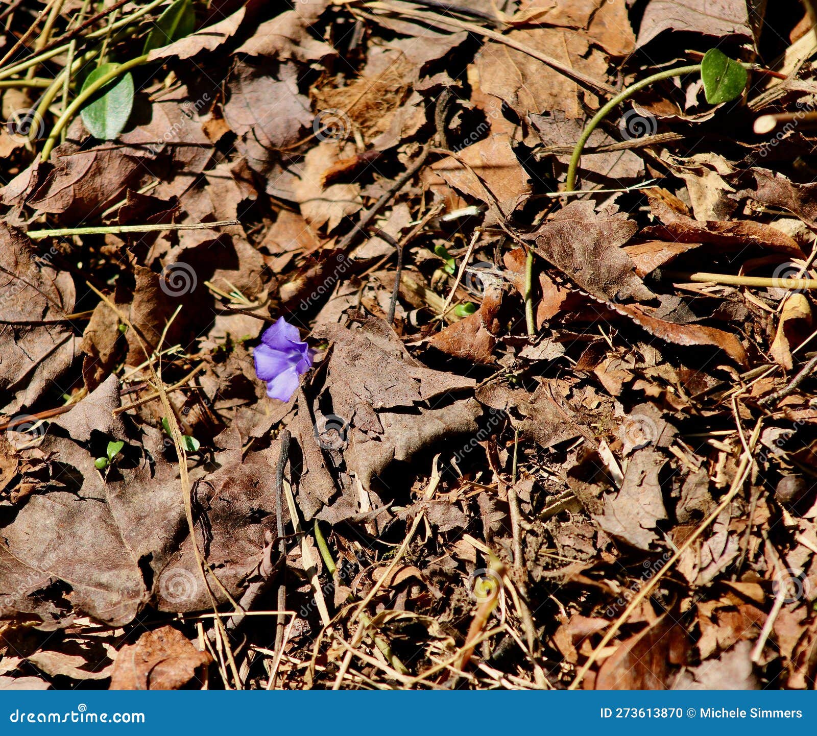 Periwinkle Flower Blooming Amongst the Dead Fall Leaves Stock Photo ...