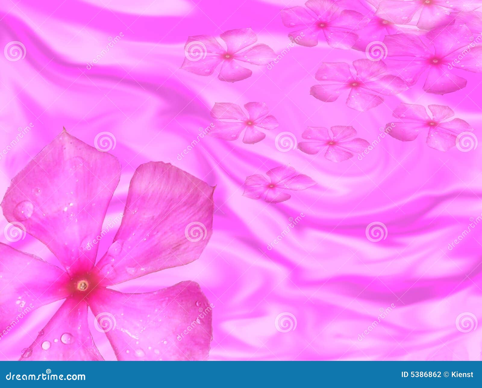 Periwinkle Flower, Vinca Minor, In Rain With Wet Green Leaves In Spring ...