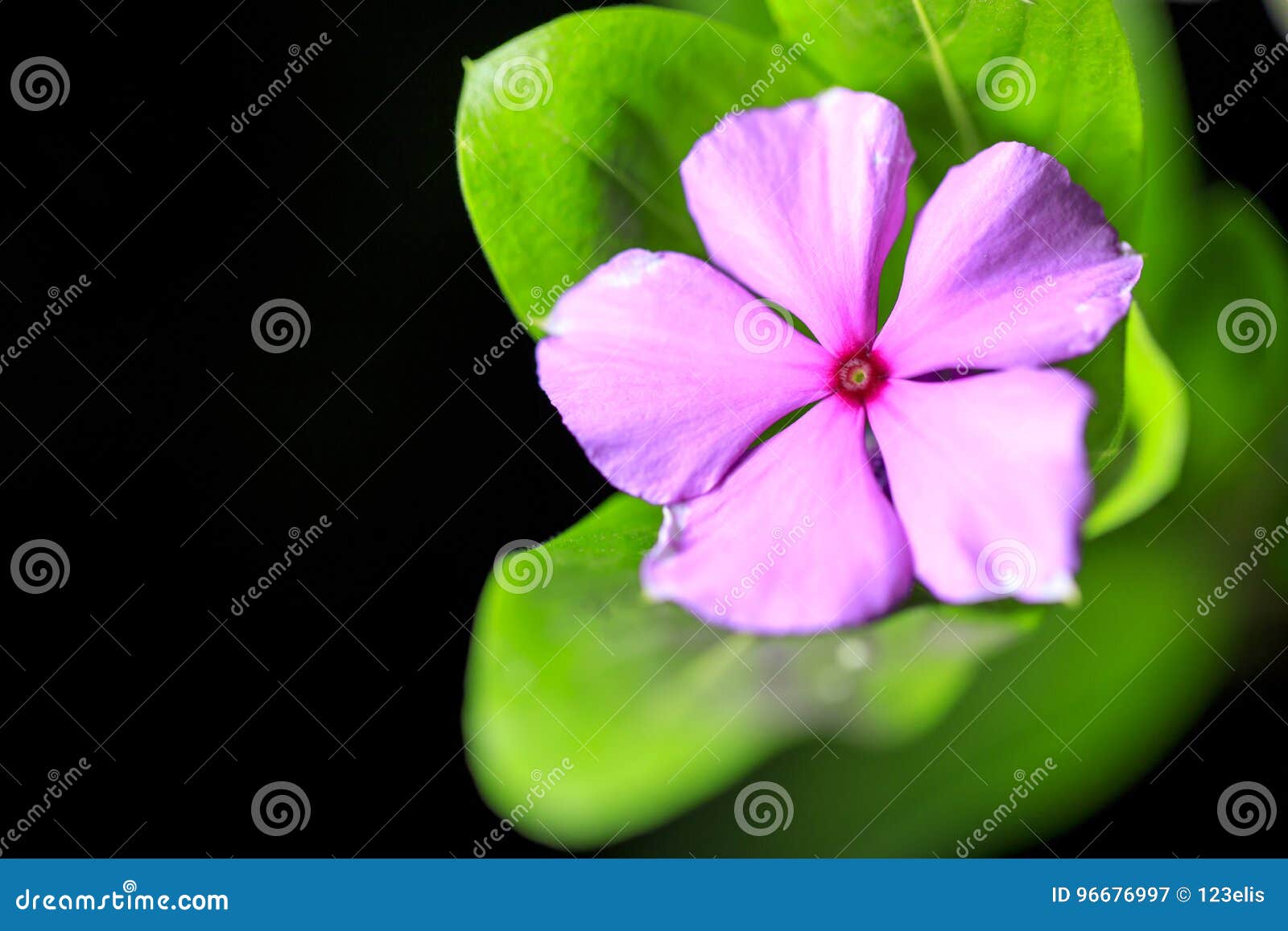 Periwinkle Flower stock image. Image of nature, leaf - 96676997