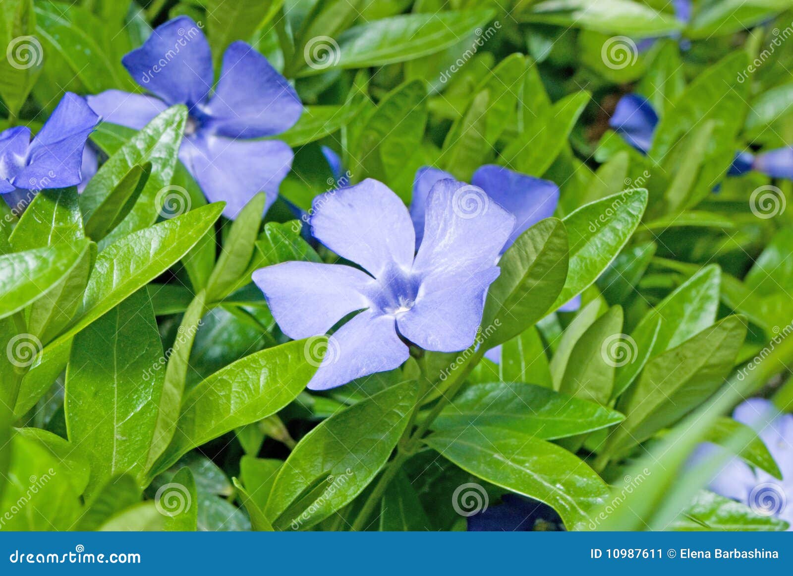 Periwinkle flower close-up stock image. Image of blooming - 10987611