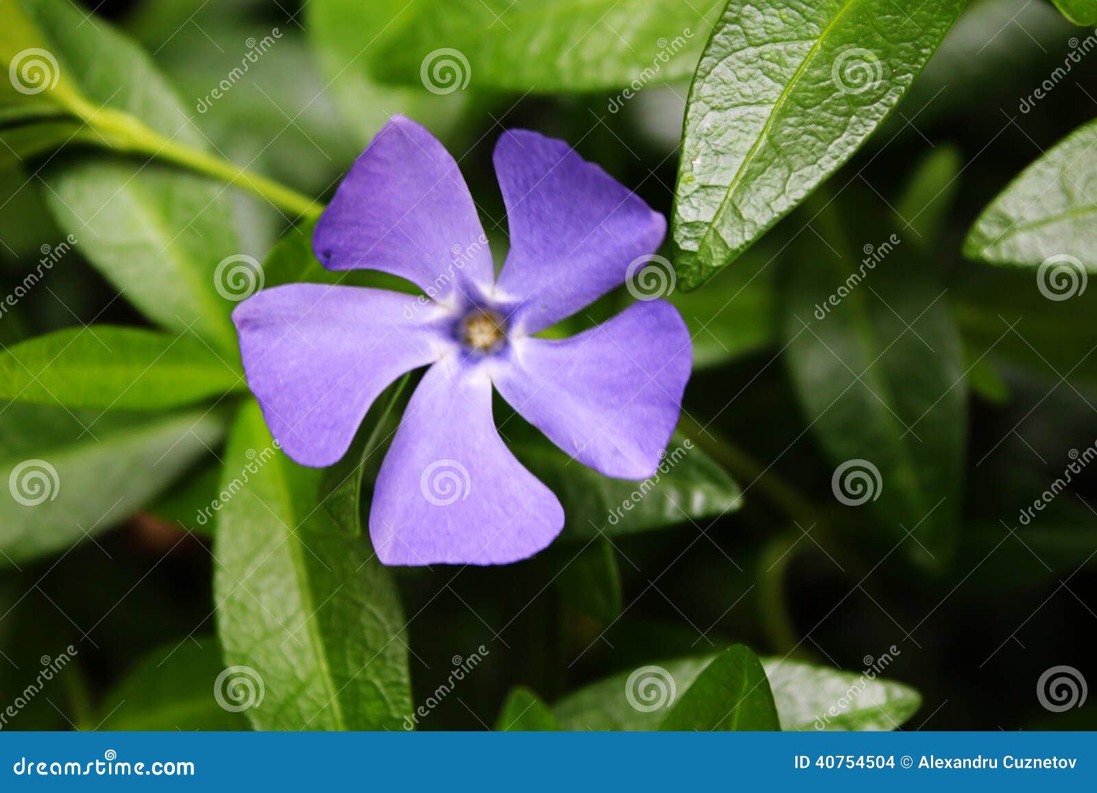Periwinkle flower stock photo. Image of flower, periwinkle - 40754504