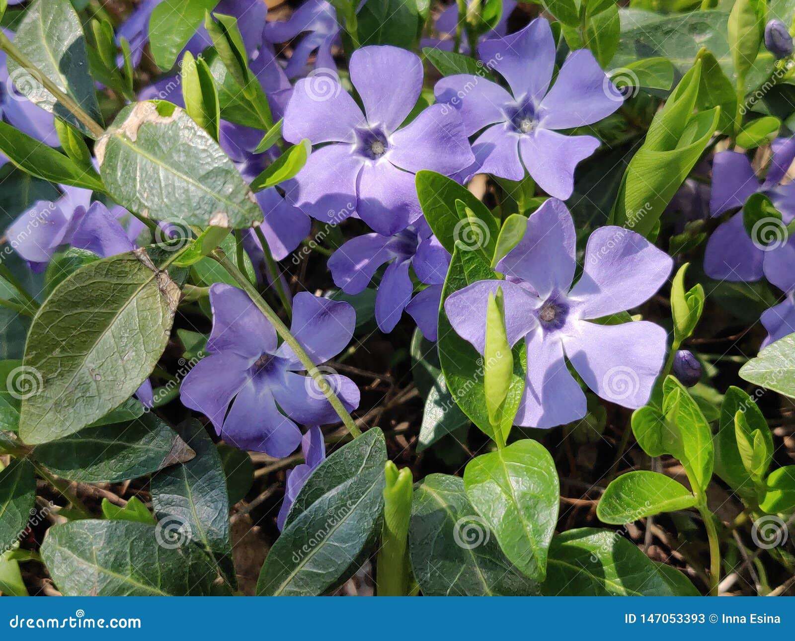 Periwinkle Flower stock image. Image of periwinkle, blue - 147053393