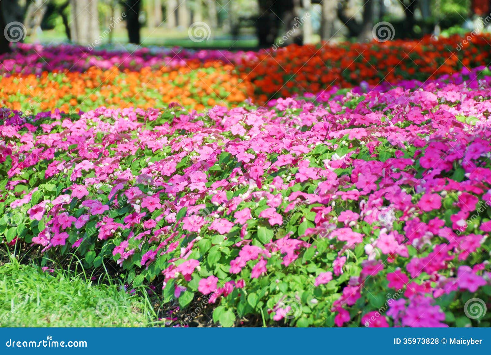Periwinkle Flower stock photo. Image of petal, bloom - 35973828