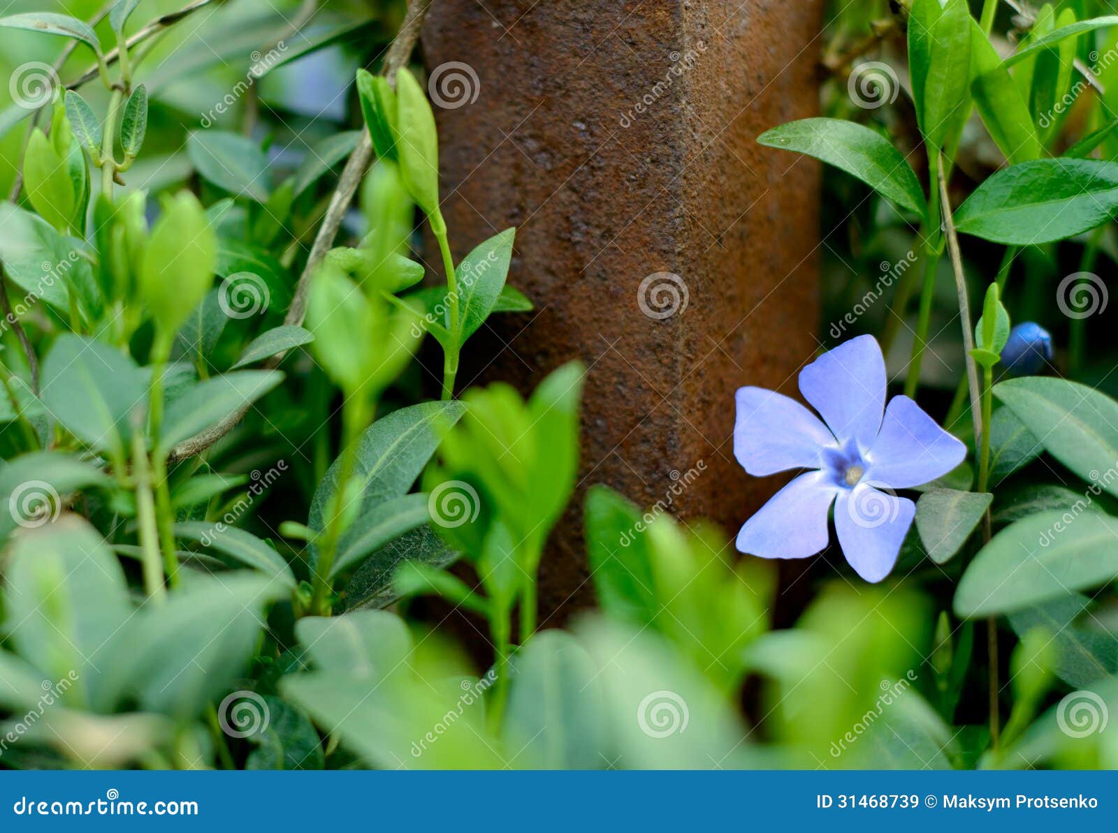 Periwinkle Flower Growing in the Garden Stock Image - Image of nature ...