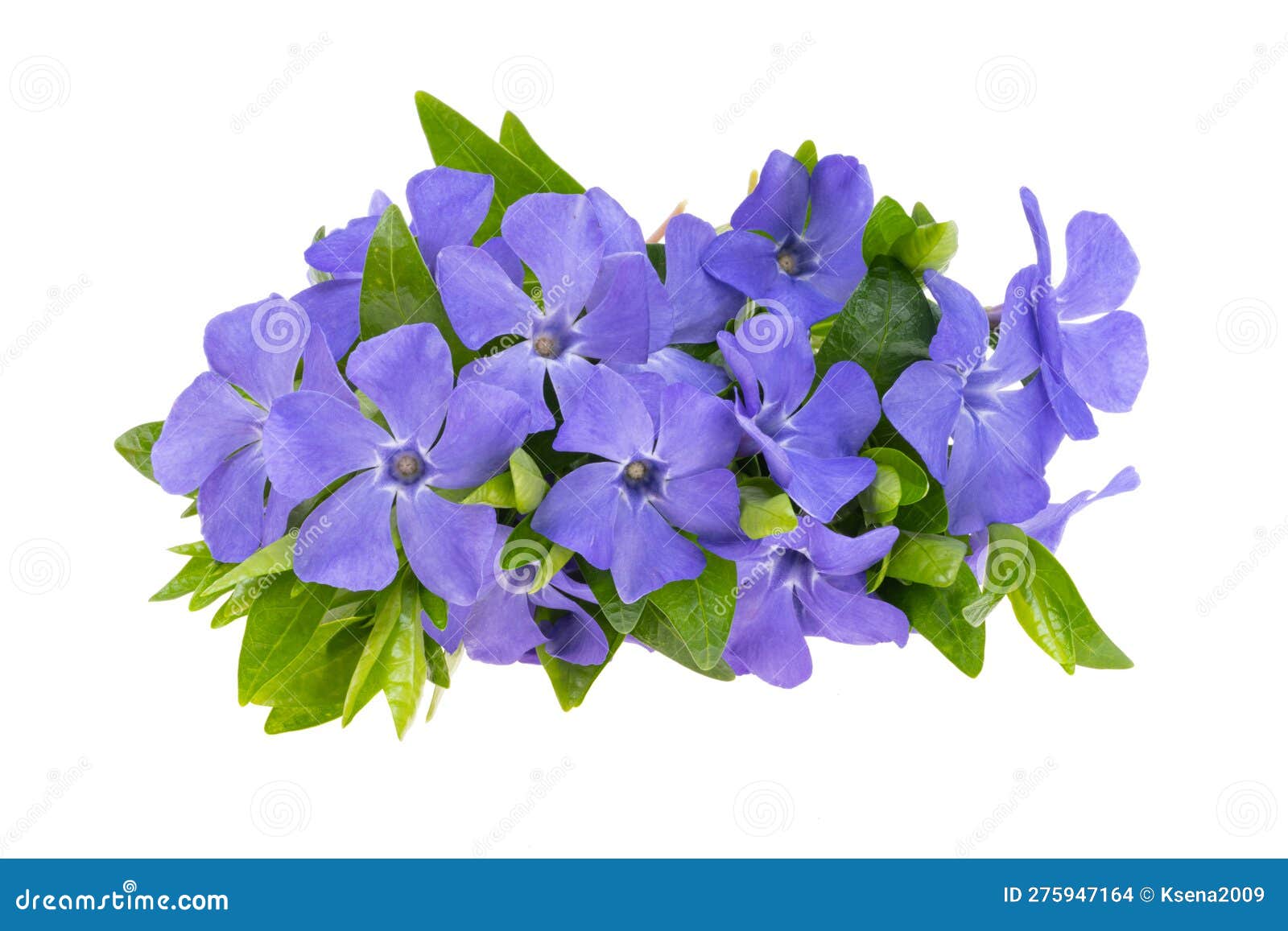 Periwinkle flower isolated stock photo. Image of isolated - 275947164