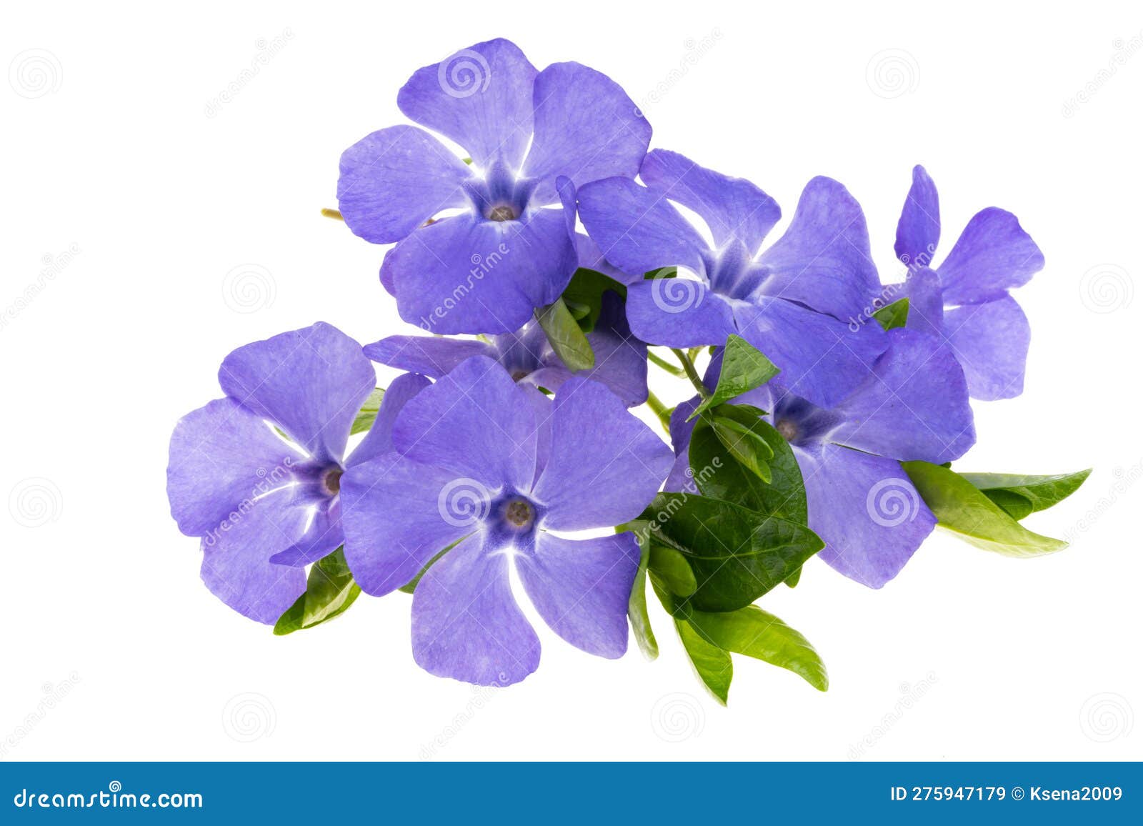 Periwinkle flower isolated stock image. Image of herbal - 275947179