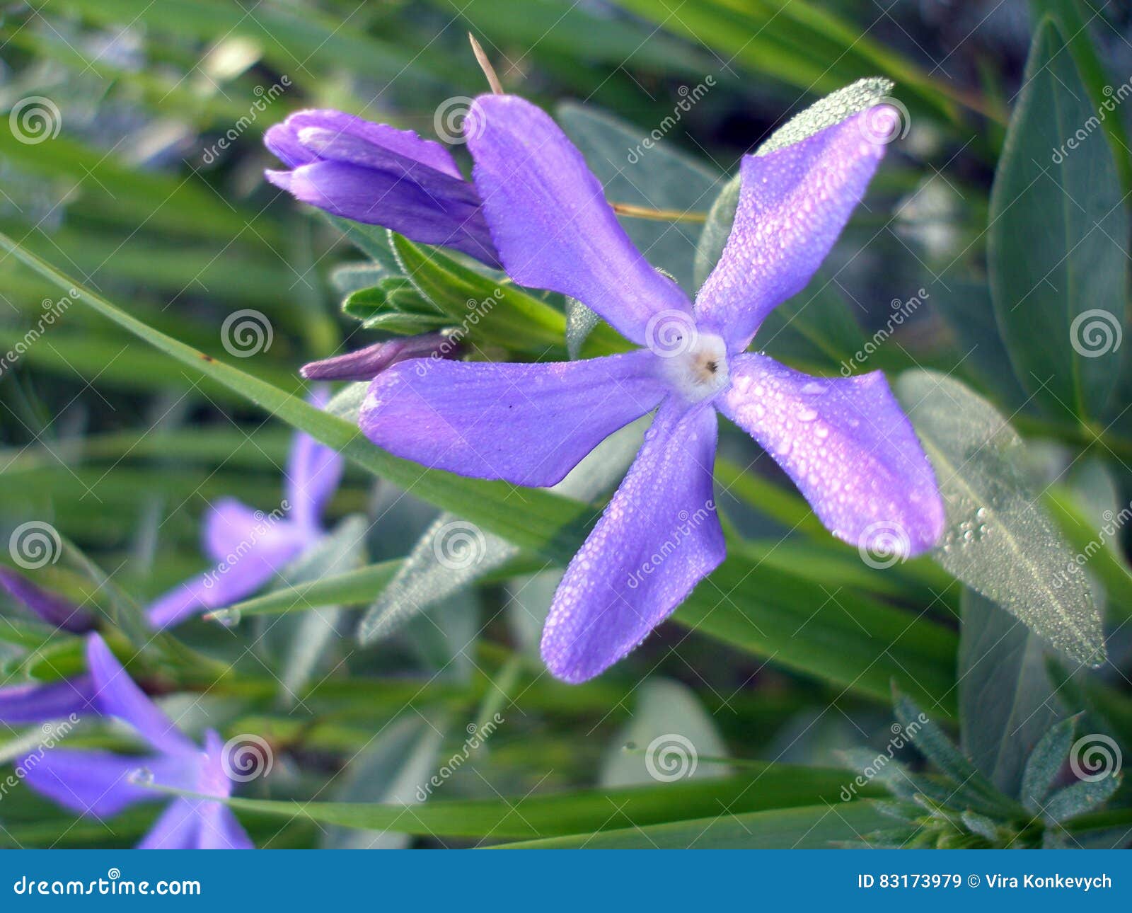 Periwinkle Flower with Purple Petals Stock Image - Image of green, view ...