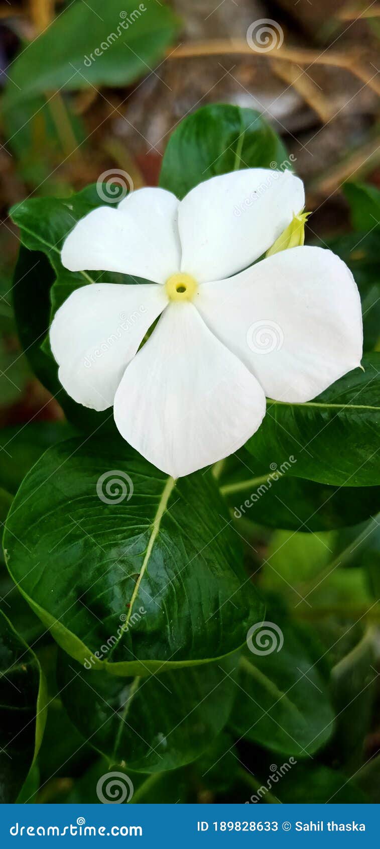 Periwinkle Flower , Sadabahar Phool , Nature Image , White Flower Stock ...