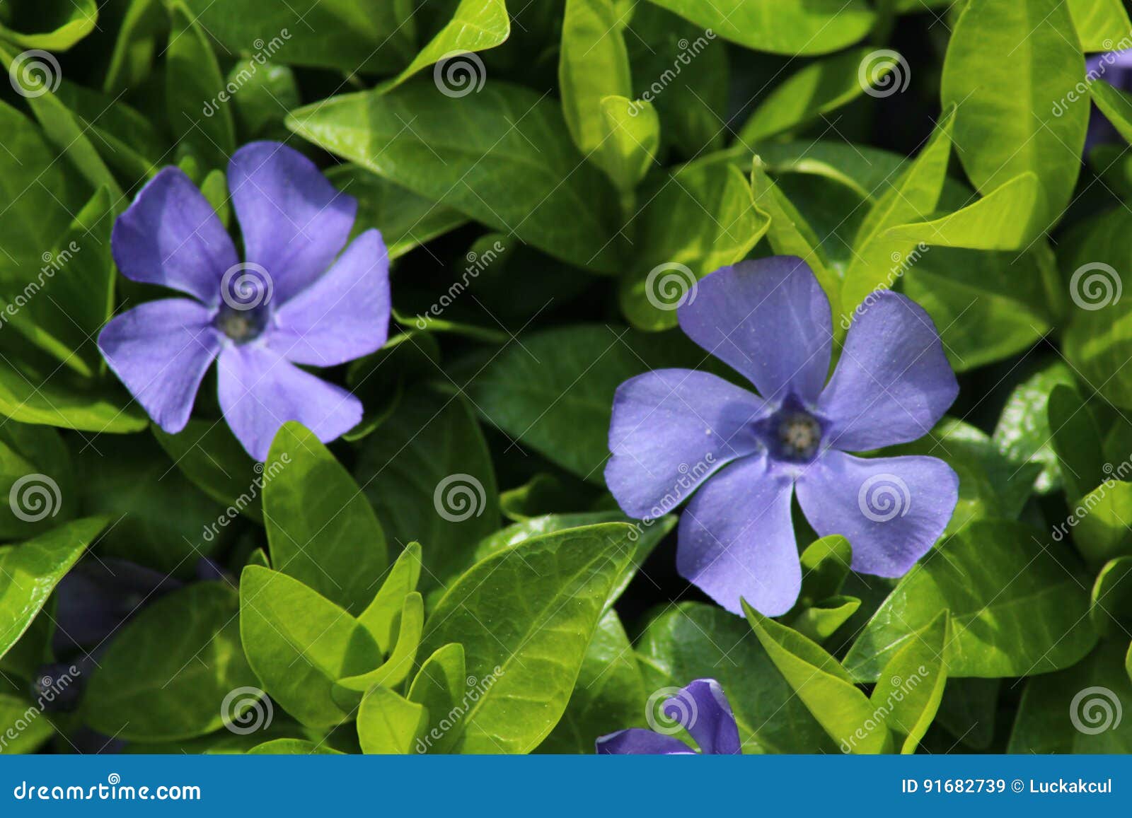 Periwinkle Flower Vinca Minor Stock Image - Image of violet, nature ...