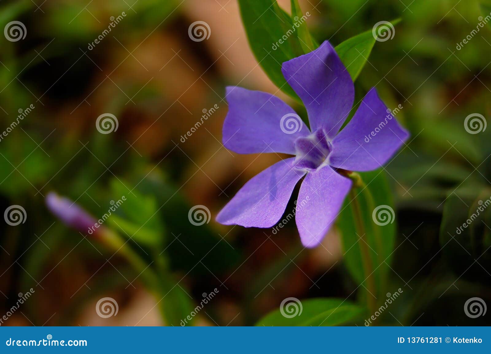 Periwinkle flowers stock image. Image of wood, plant - 13761281