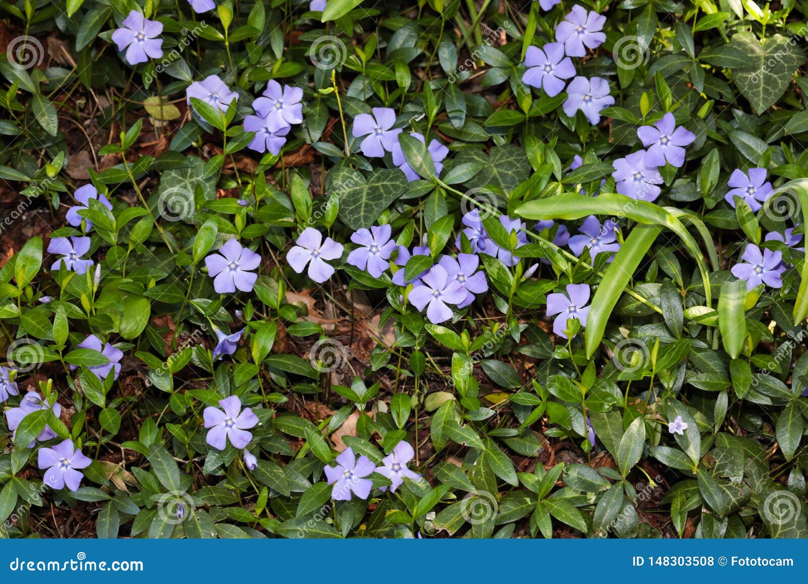 Periwinkle Flowers Background Spring Time Stock Photo - Image of ...