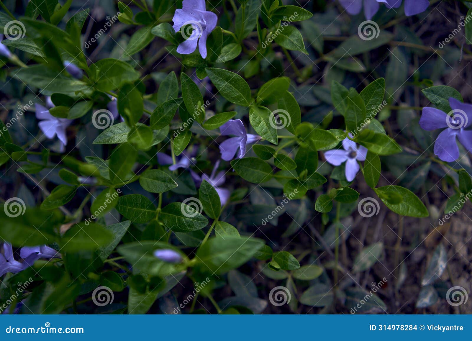 Periwinkle Flowers Creeping on the Ground, Texture, Background Stock ...