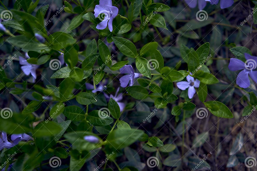 Periwinkle Flowers Creeping on the Ground, Texture, Background Stock ...
