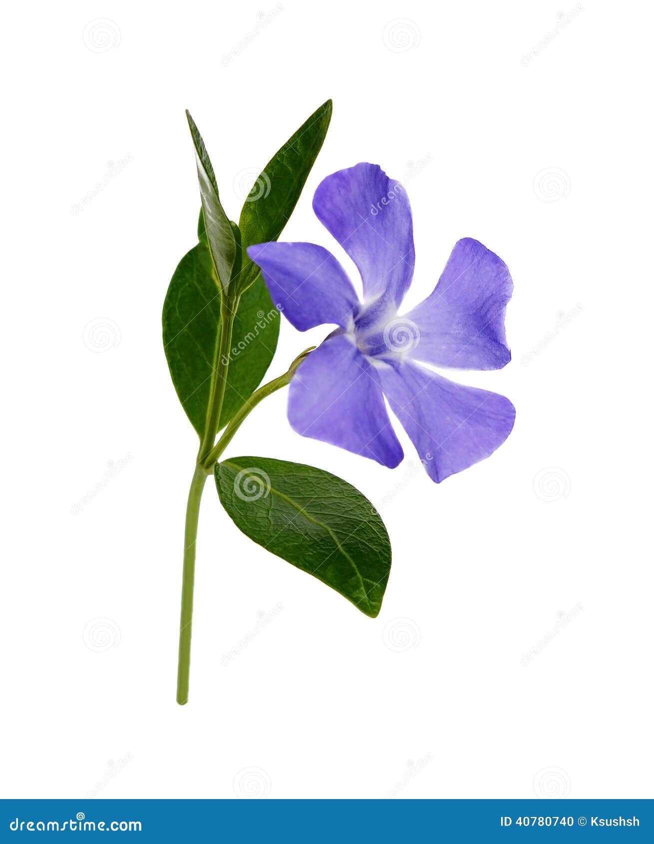 Periwinkle flowers stock photo. Image of cheerful, season - 40780740