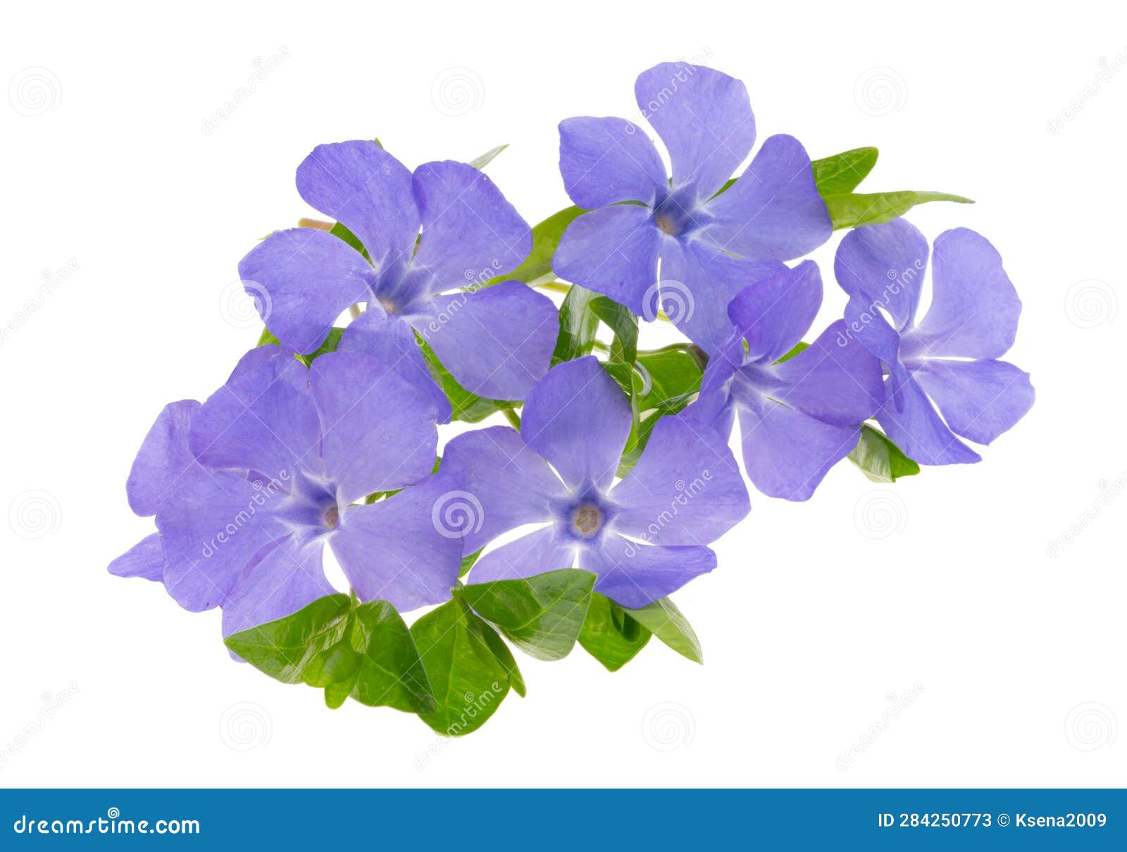Periwinkle Flowers Isolated Stock Image - Image of ornamental, isolated ...