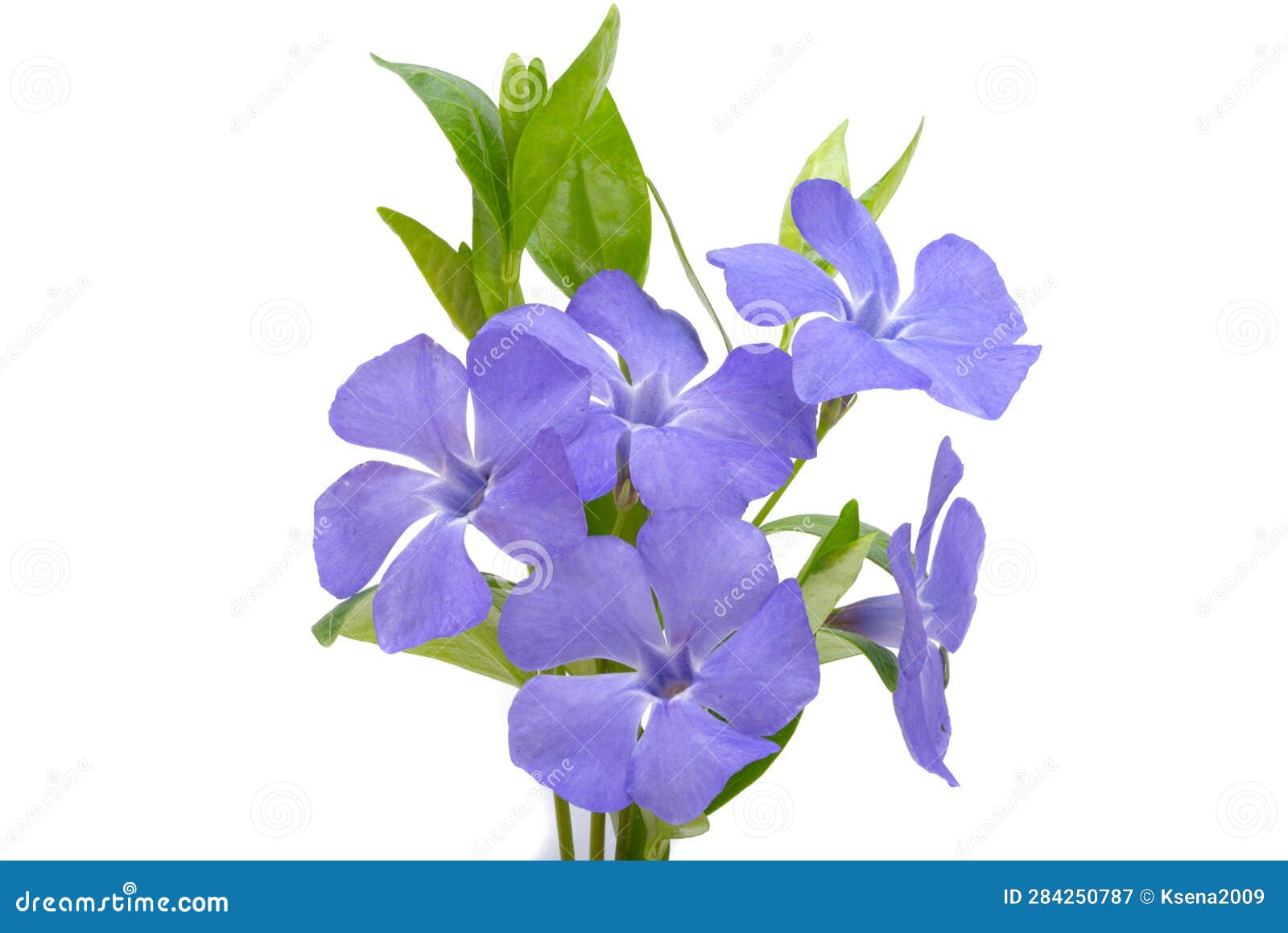 Periwinkle Flowers Isolated Stock Image - Image of white, background ...