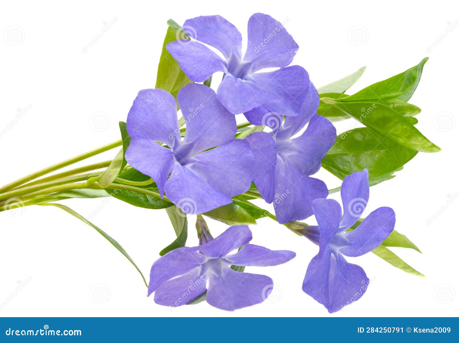 Periwinkle Flowers Isolated Stock Image - Image of background, foliage ...