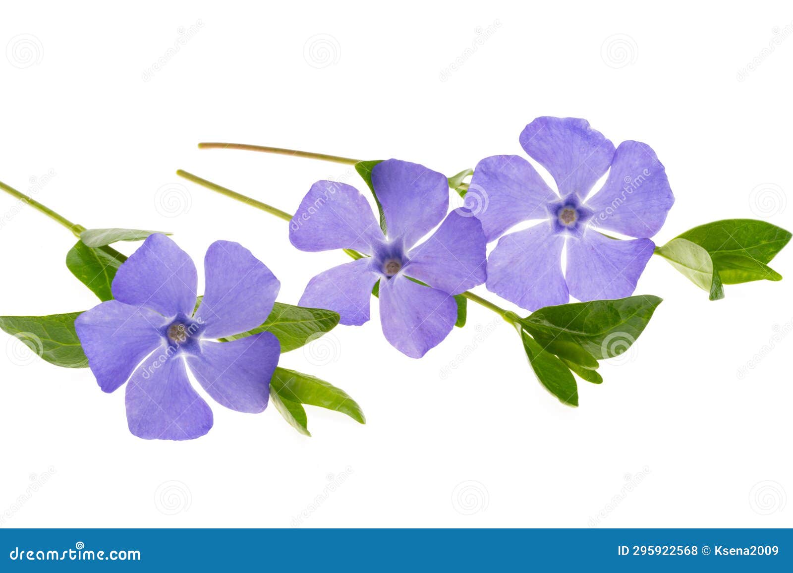 Periwinkle Flowers Isolated Stock Photo - Image of petals, background ...