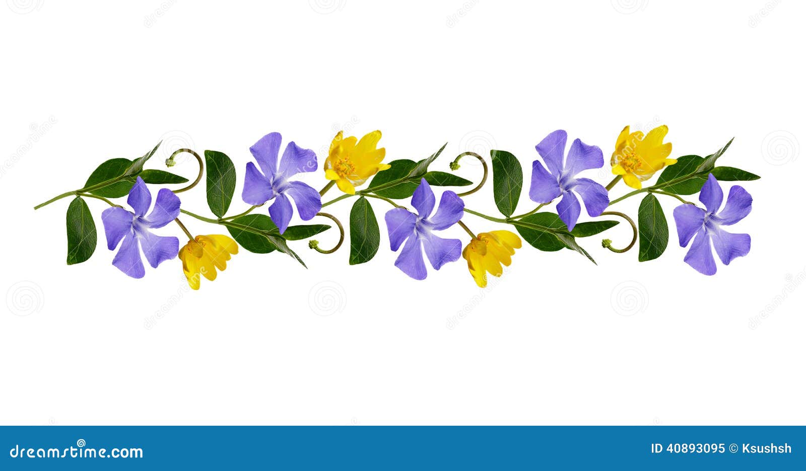 Periwinkle flowers line stock image. Image of beauty - 40893095