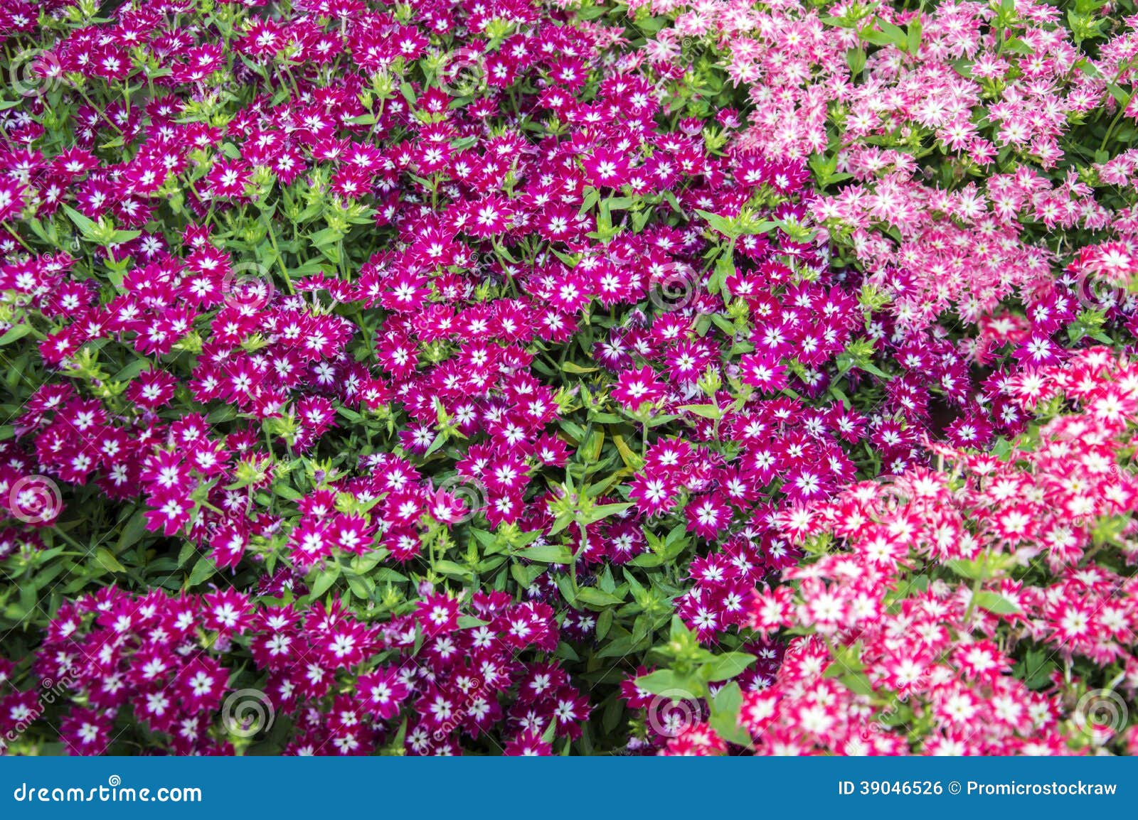 Periwinkle flowers stock photo. Image of botany, decorative - 39046526