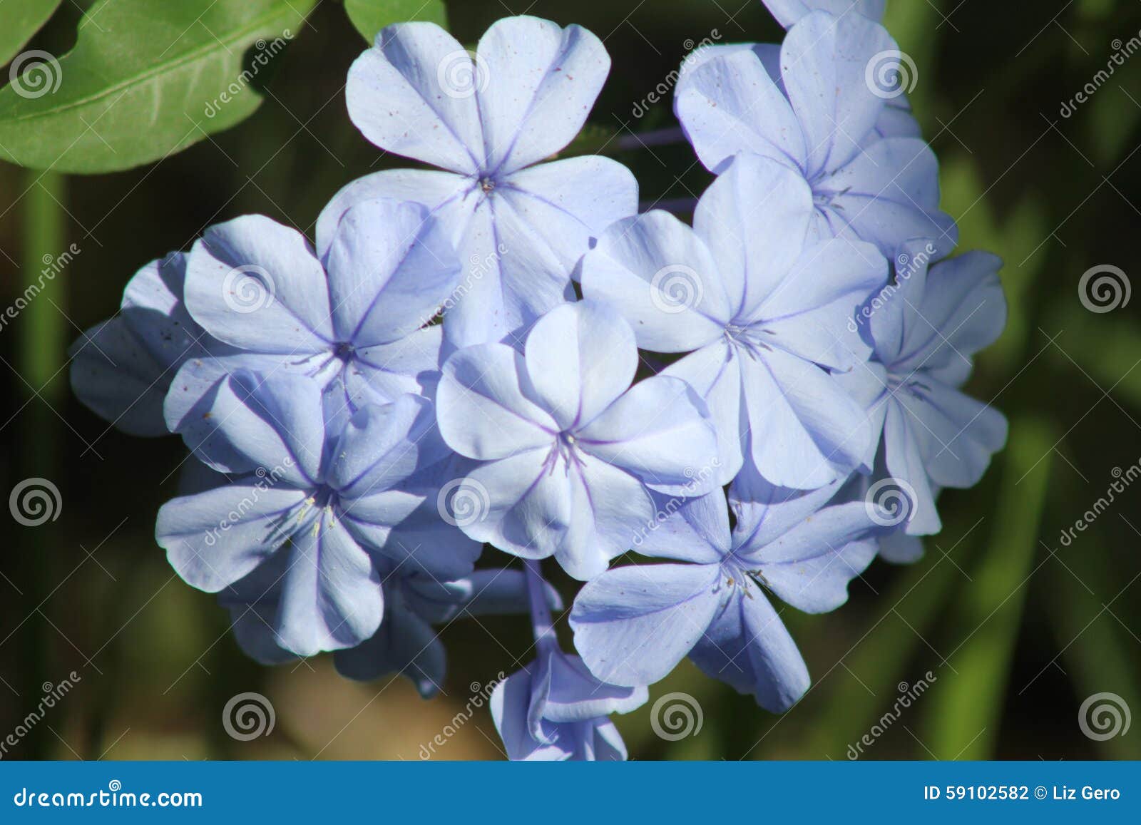 Periwinkle flowers stock photo. Image of garden, petal - 59102582