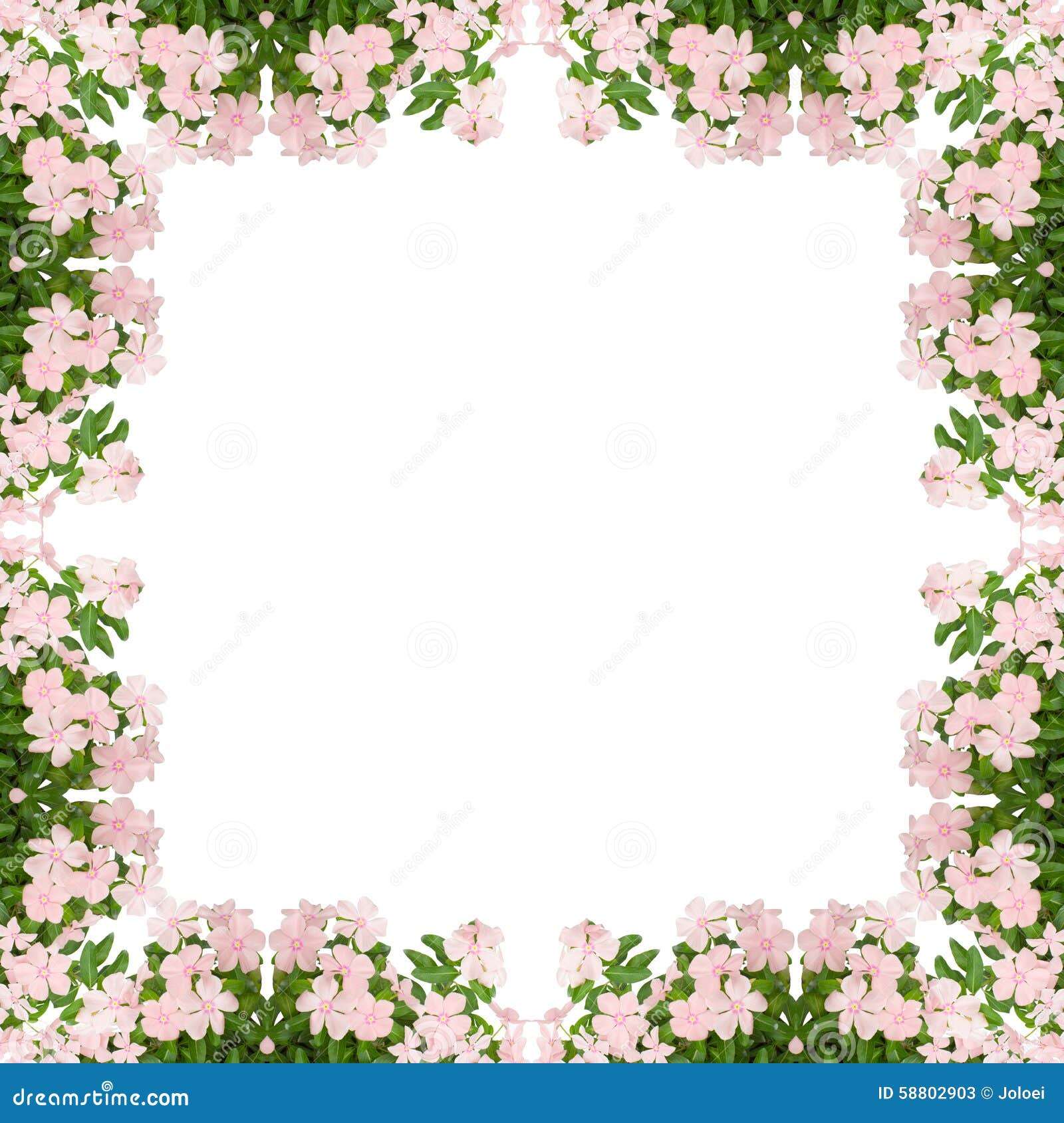 Frame Of Catharanthus Flowers, Floral Arrangement With Leaves As Border ...
