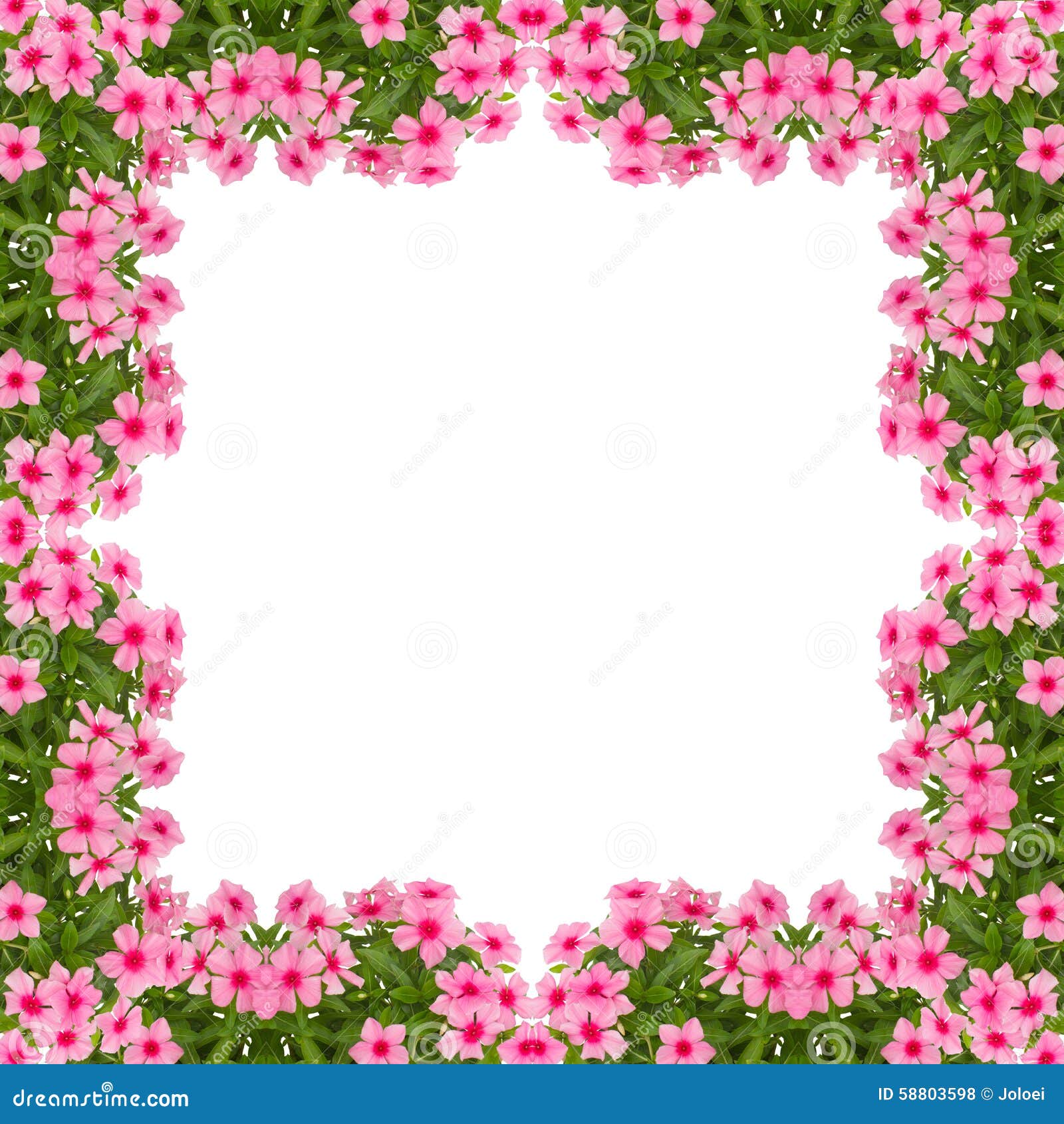 Frame Of Catharanthus Flowers, Floral Arrangement With Leaves As Border ...