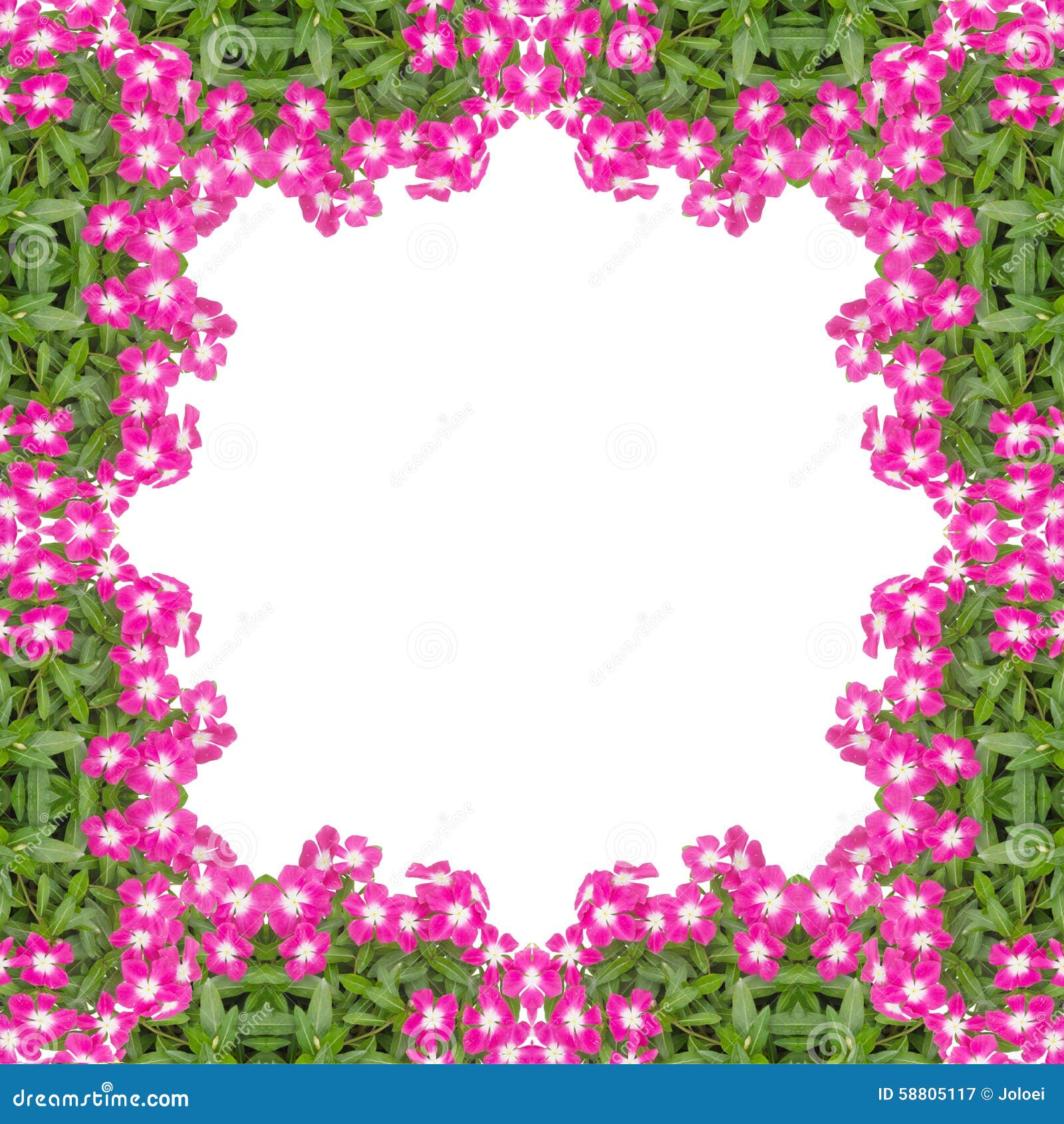 Frame Of Catharanthus Flowers, Floral Arrangement With Leaves As Border ...
