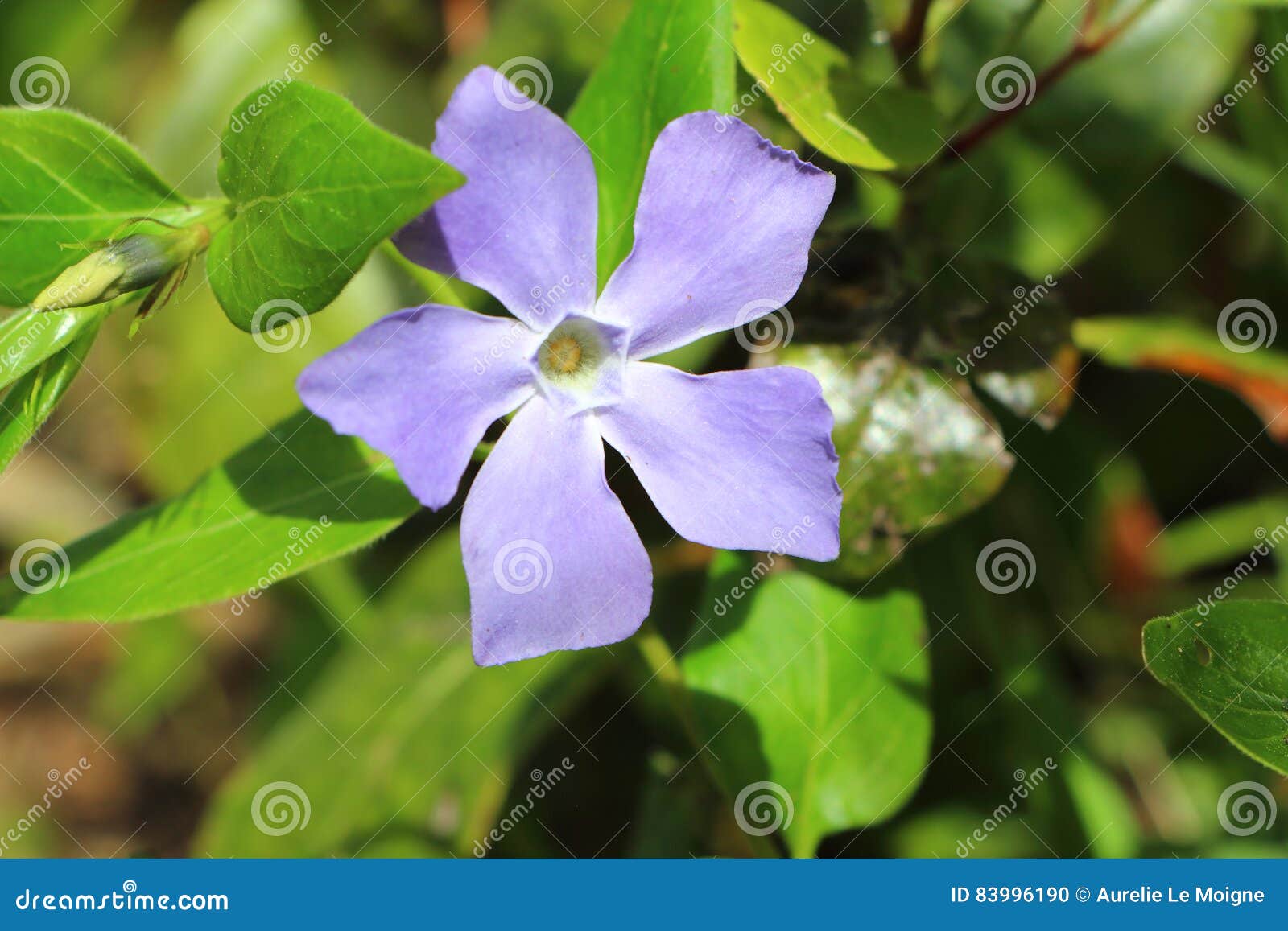 Periwinkle in a garden stock photo. Image of leaf, floral - 83996190