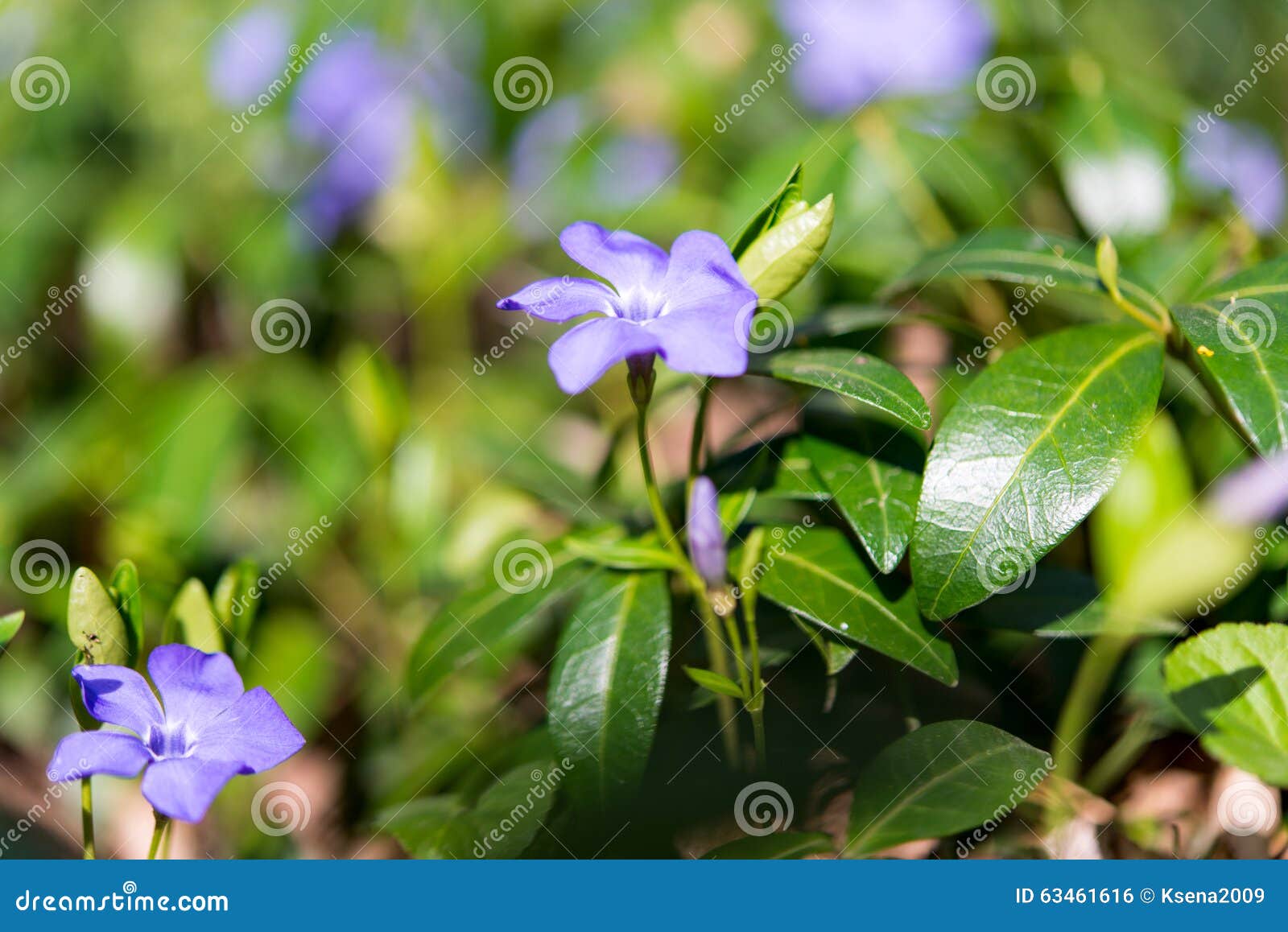 Periwinkle Growing in the Forest in Spring Stock Photo - Image of ...