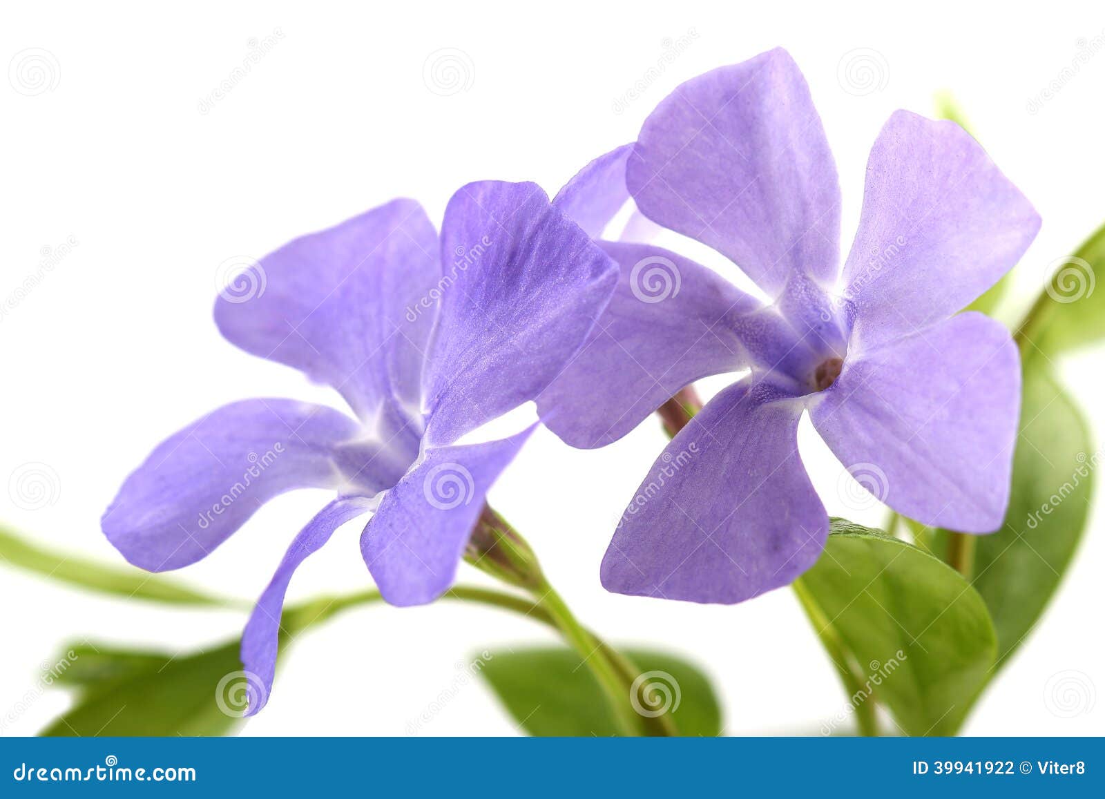 Periwinkle Isolated on White Stock Photo - Image of blue, spring: 39941922